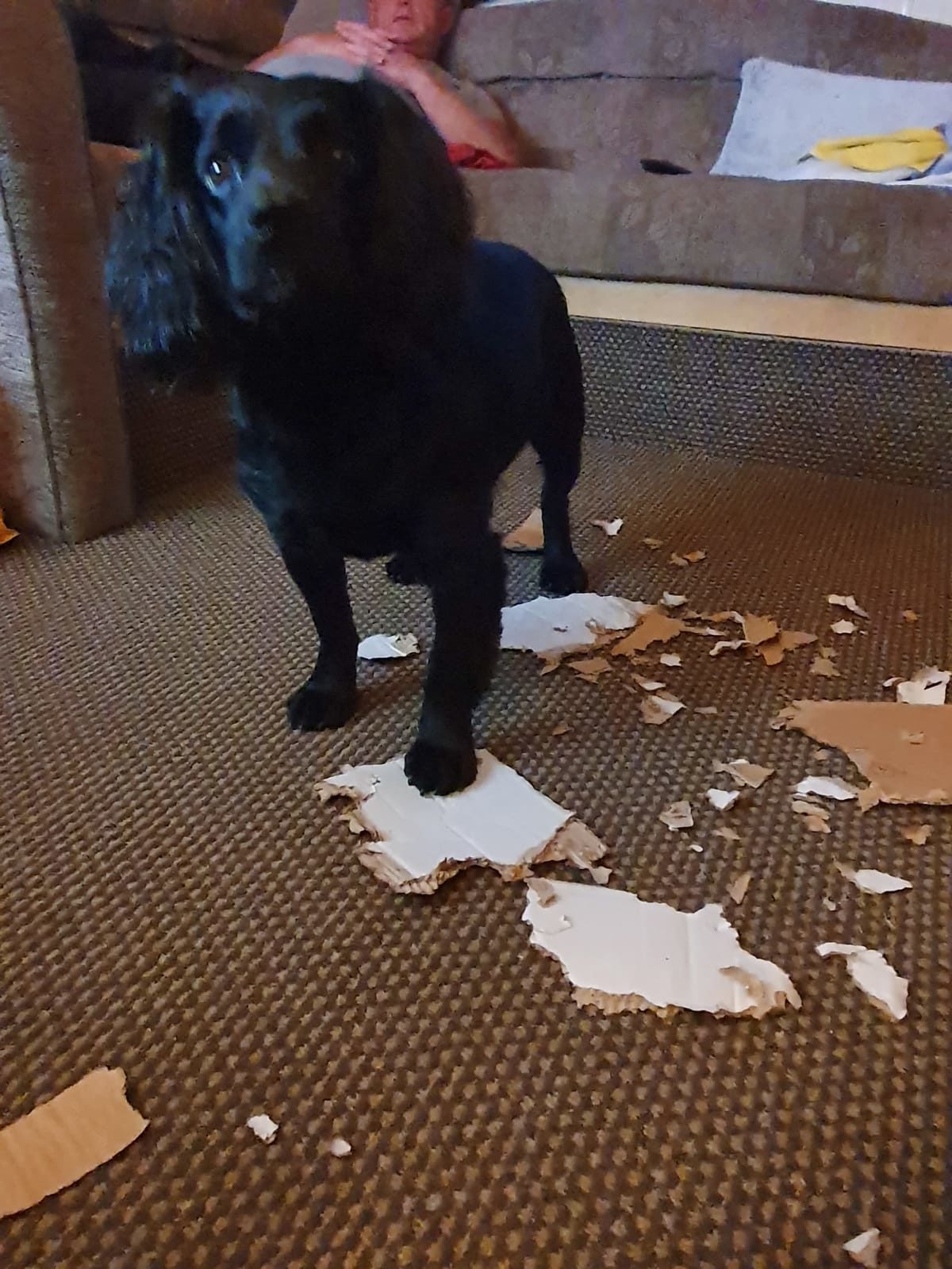 Working Cocker Spaniel - Easy Spaniel Training