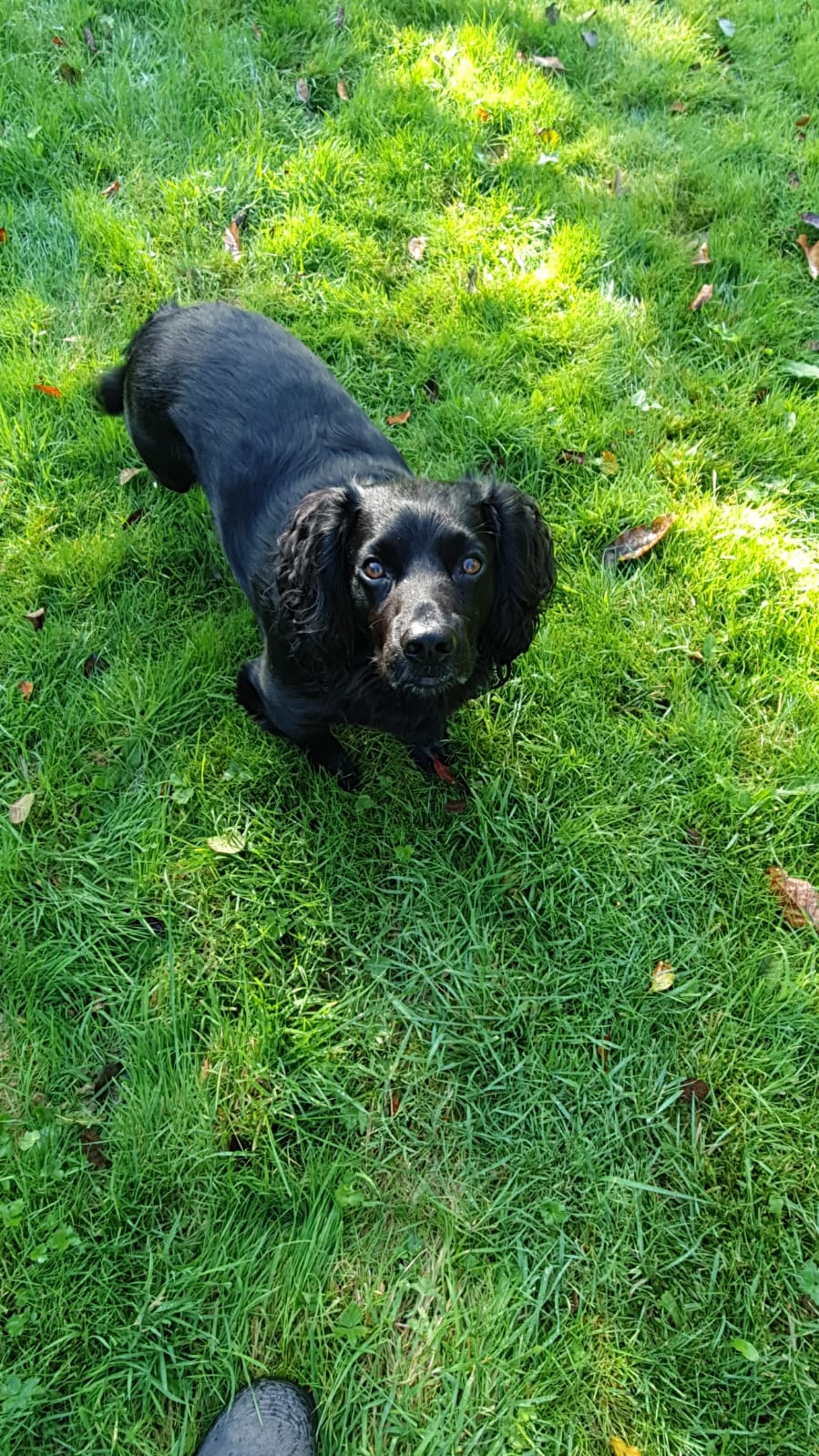 Cocker Spaniel Training 25 Important Tips To Help Your Spaniel Training