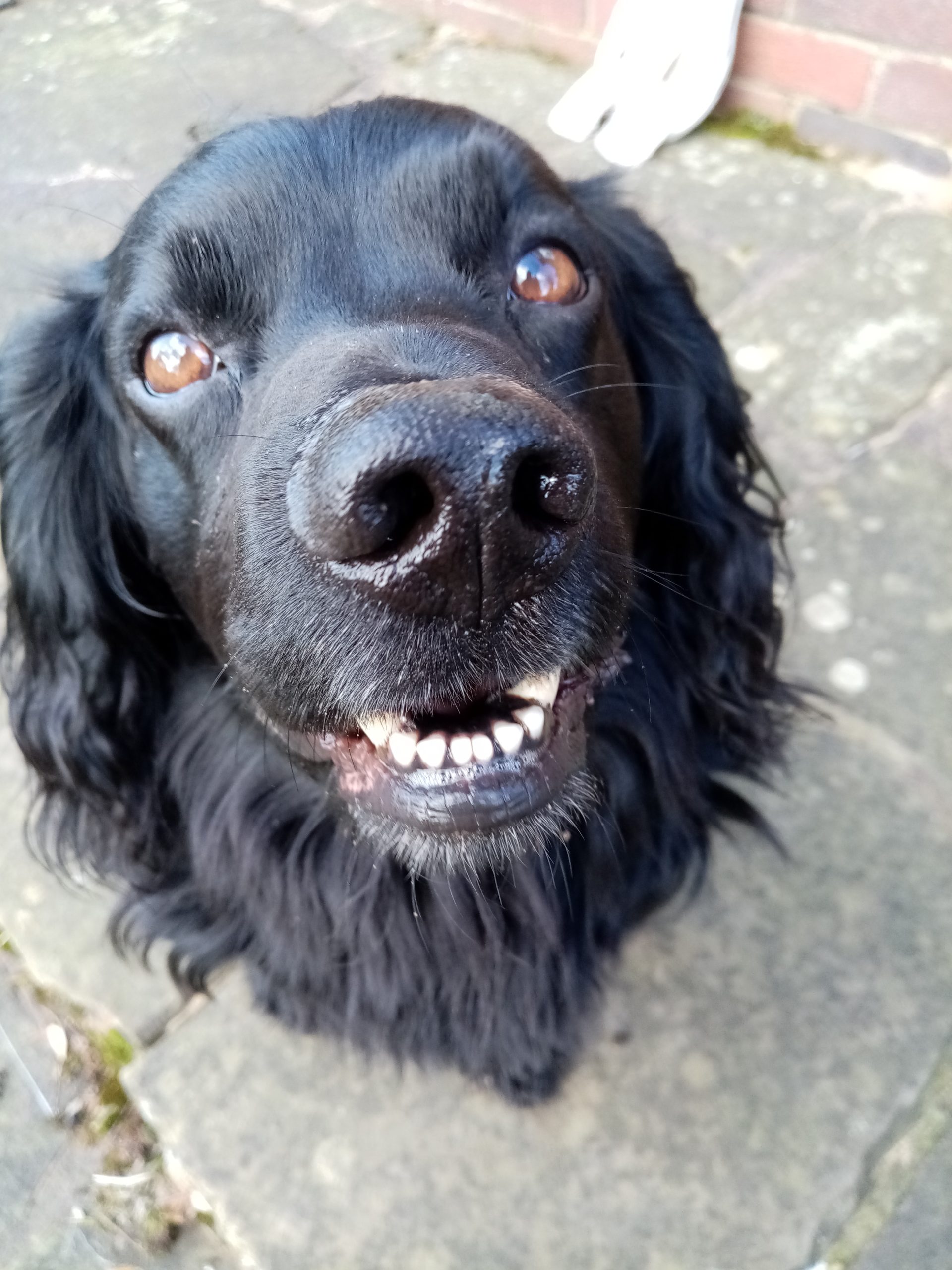 Working with a spaniel's sense of smell - Easy Spaniel Training
