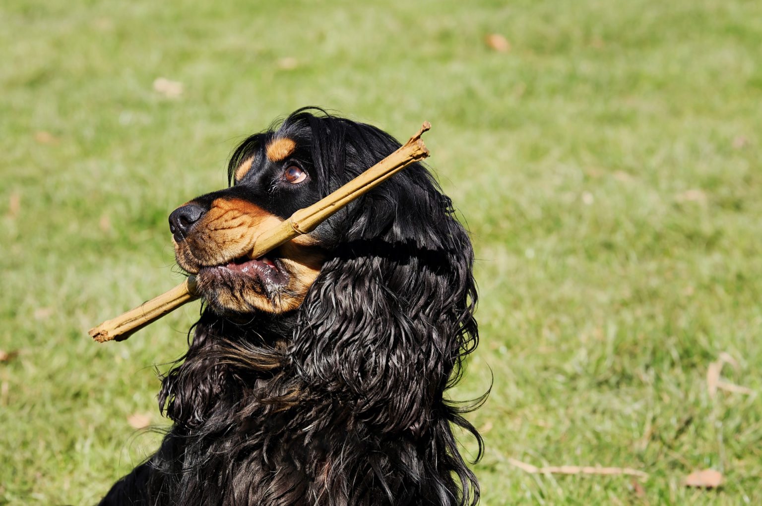 How many teeth do Cocker spaniels have? 42 and how to care for them