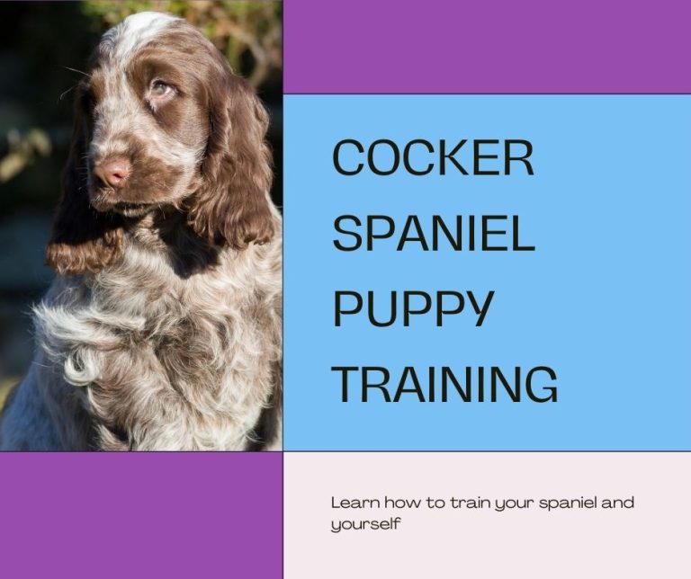 How To Train A Working Cocker Spaniel Puppy. Cocker Spaniel Training ...