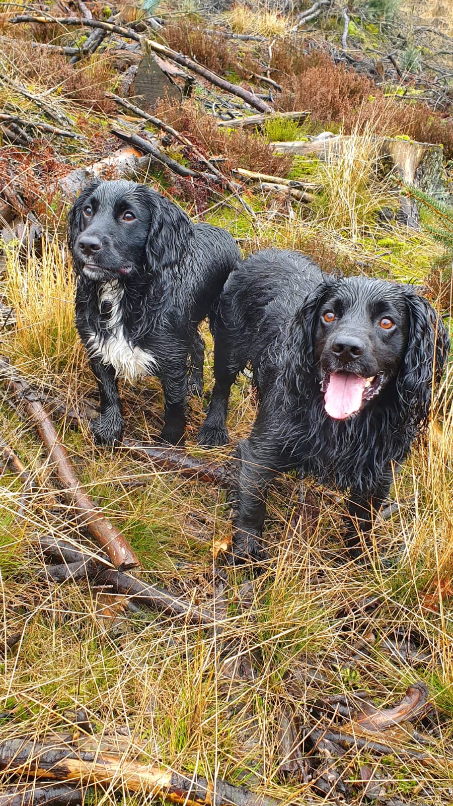 Why Do Springer Spaniels Have Tails Docked