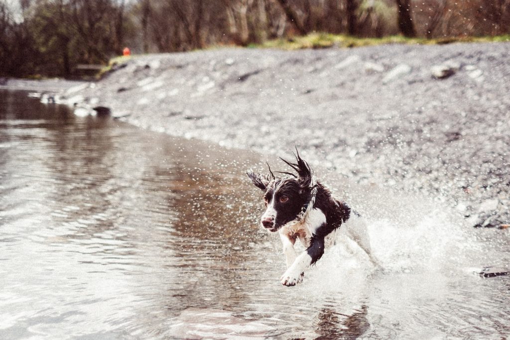 How To Train A Springer Spaniel To Come Back - The Easiest Way