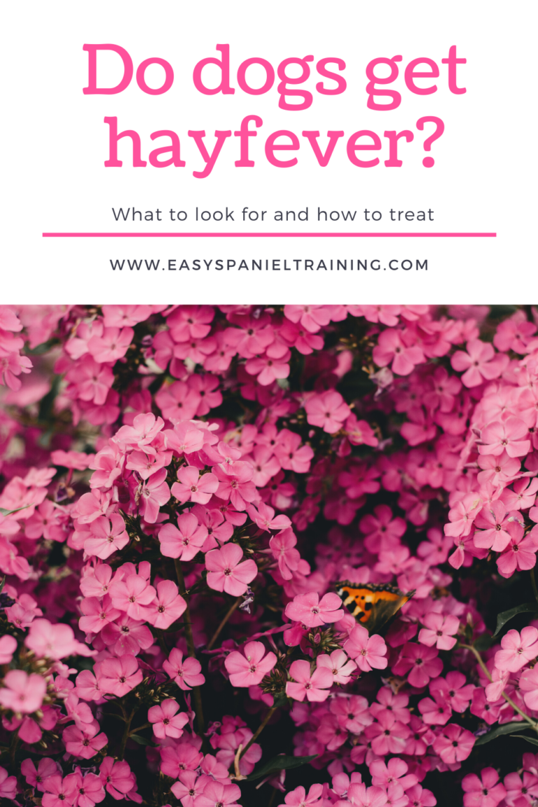 Do dogs get hayfever? What to look for and how to treat it
