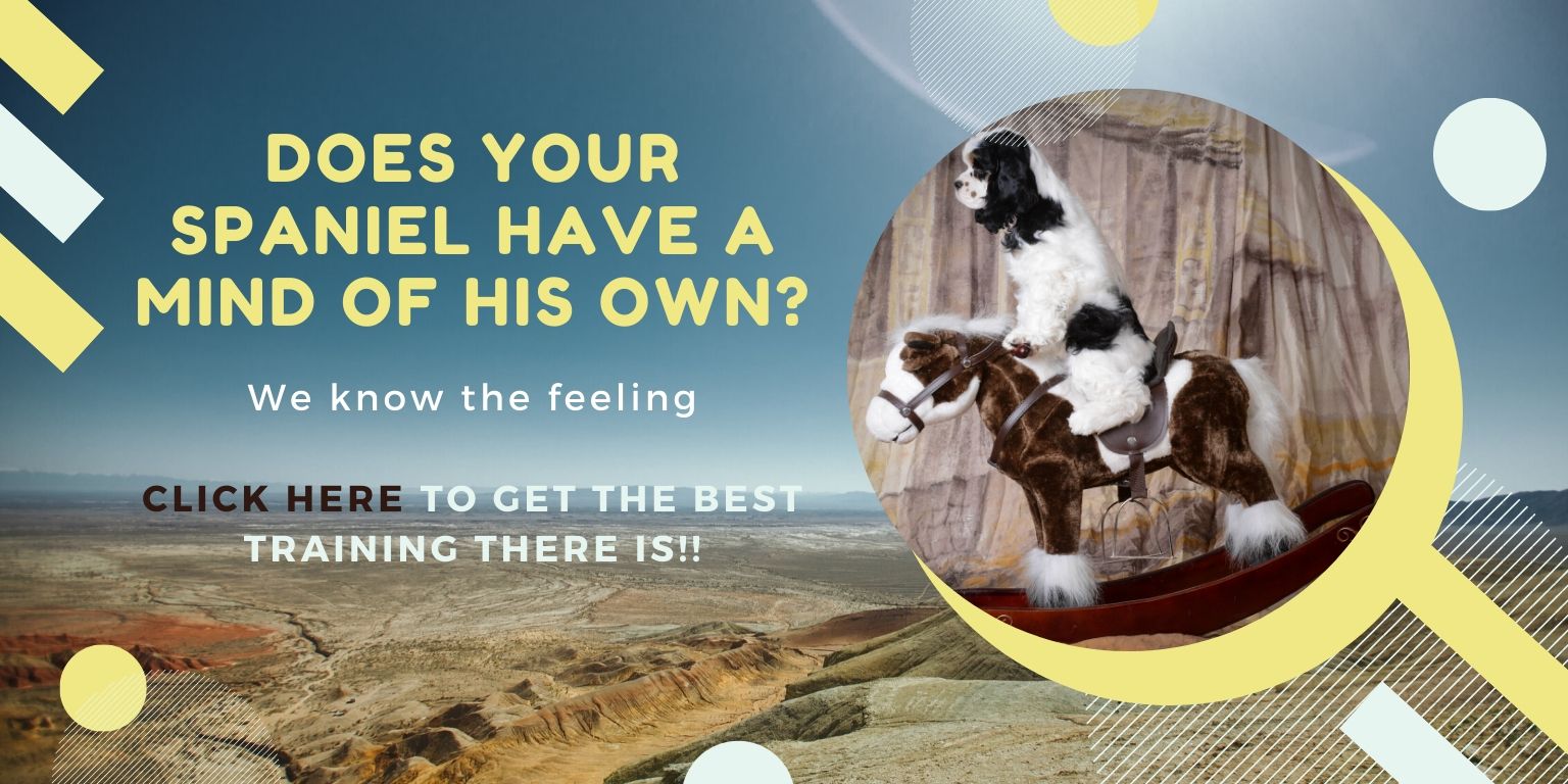 Do Springer spaniels point? - Easy Spaniel Training