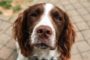 Do Springer spaniels point? – Easy Spaniel Training