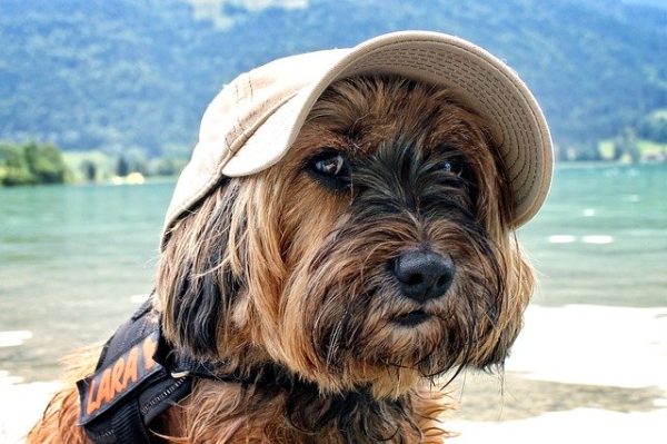 Understanding Canine ADHD - Easy Spaniel Training