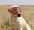 Dog Goggles For Hunting - 5 Best Goggles For Working Dogs