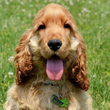 Cocker spaniel pregnancy signs. What you should look for.