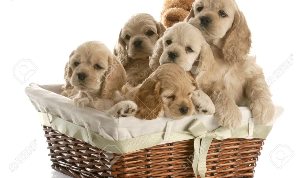 Cocker spaniel pregnancy signs. What you should look for.