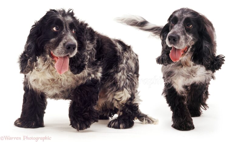 How To Help A Cocker Spaniel Lose Weight - Easy Spaniel Training