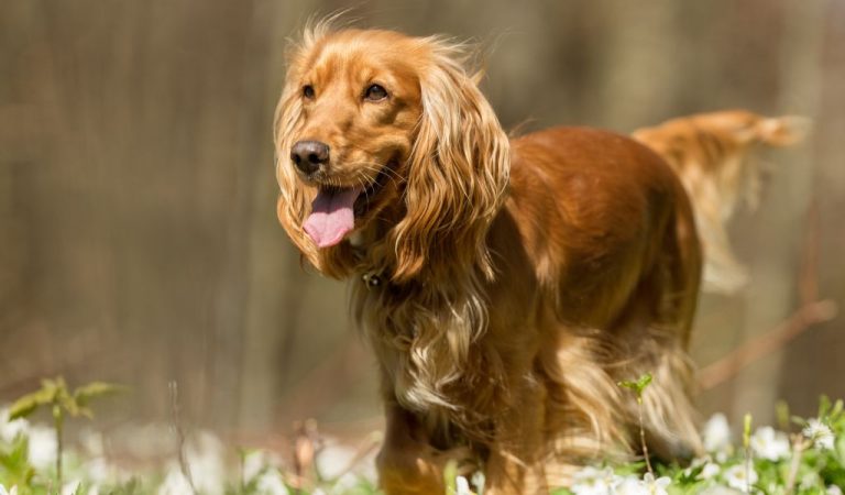 How Big Do Cocker Spaniels Get? All You Need To Know About Their Size ...