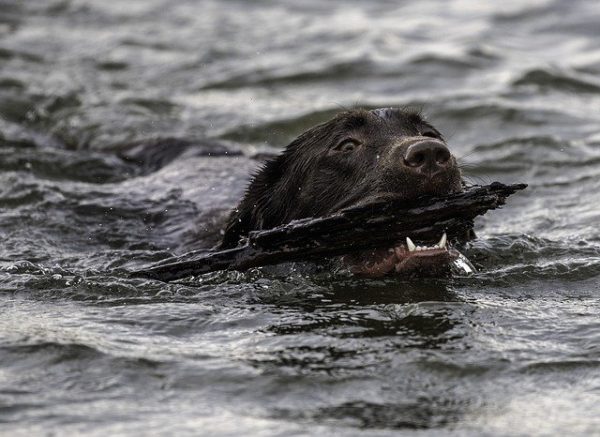 How To Get A Dog To Like Water. Learn The Fun And Easy Way - Easy ...