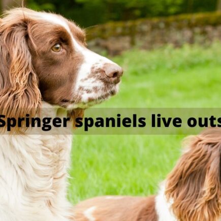 Do English Springer spaniels shed a lot? - Easy Spaniel Training