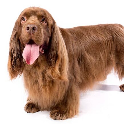 Do Springer spaniels need haircuts? - Easy Spaniel Training