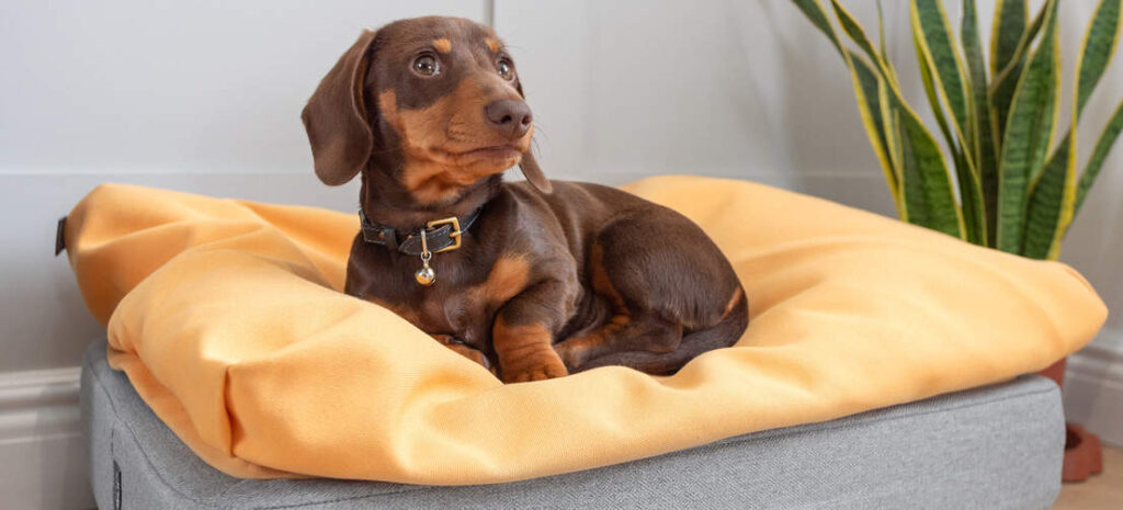 Best Customizable Dog Bed. Here It Is - Easy Spaniel Training