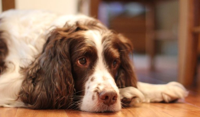 How To Minimise Shedding In Your Springer Spaniel - Easy Spaniel Training
