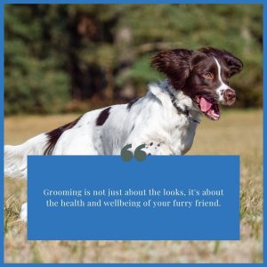 Do Springer Spaniels Need Haircuts? - Easy Spaniel Training