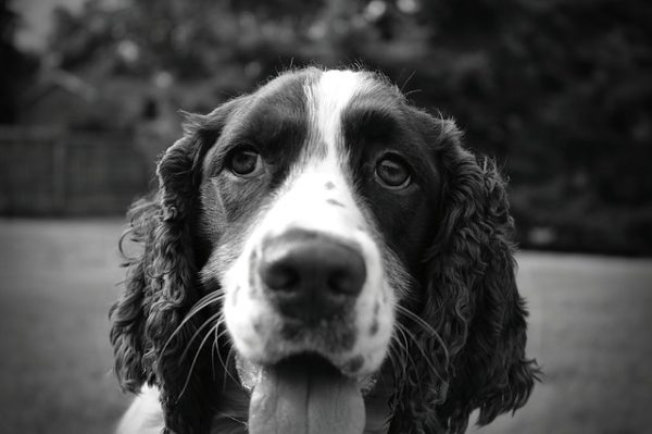 How To Minimise Shedding In Your Springer Spaniel - Easy Spaniel Training