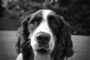 How To Minimise Shedding In Your Springer Spaniel - Easy Spaniel Training