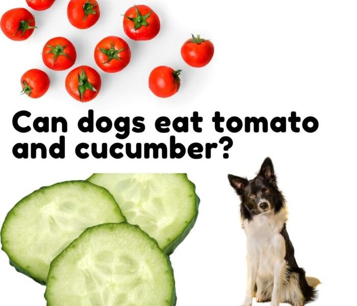 Can dogs eat tomato and cucumber? - Easy Spaniel Training