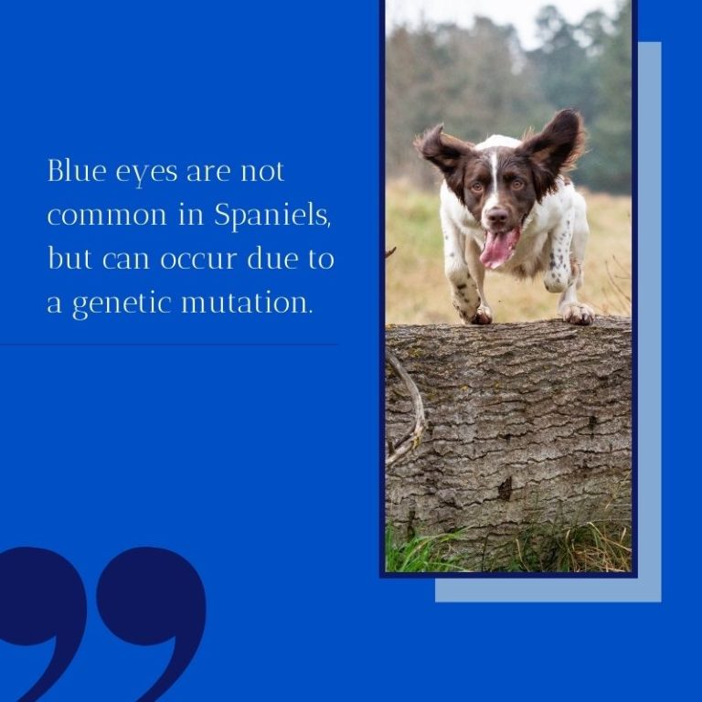 Can Spaniels Have Blue Eyes? - Easy Spaniel Training