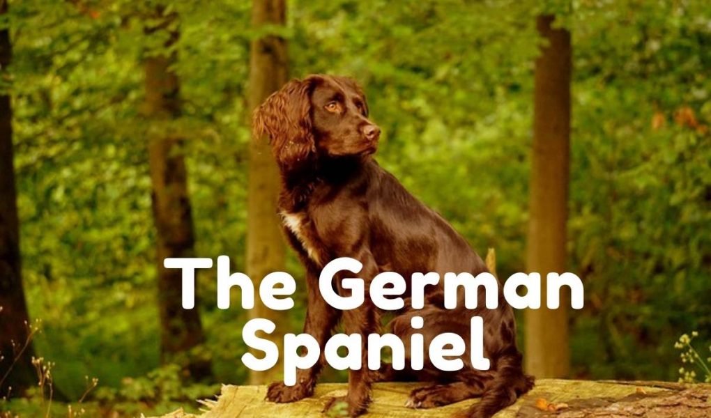 The German Cocker spaniel a rare spaniel breed - Easy Spaniel Training