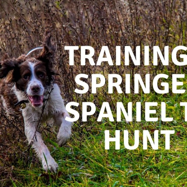 How to train a Cocker spaniel to sit - Easy Spaniel Training