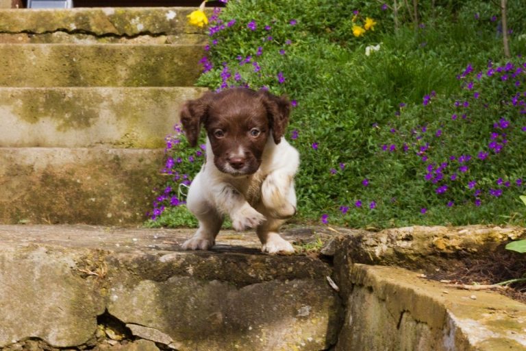 Springer Spaniel Puppy Training - The How To Guide - Easy Spaniel Training