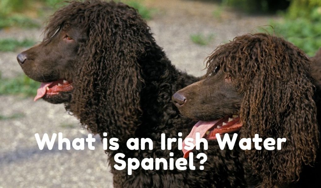What is an Irish Water Spaniel? Talented or lost in the spaniel pack ...