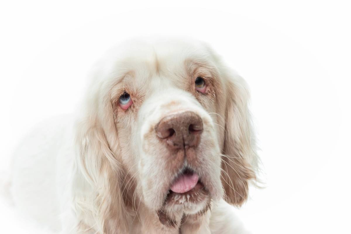 What is the smallest breed of spaniel? - Easy Spaniel Training