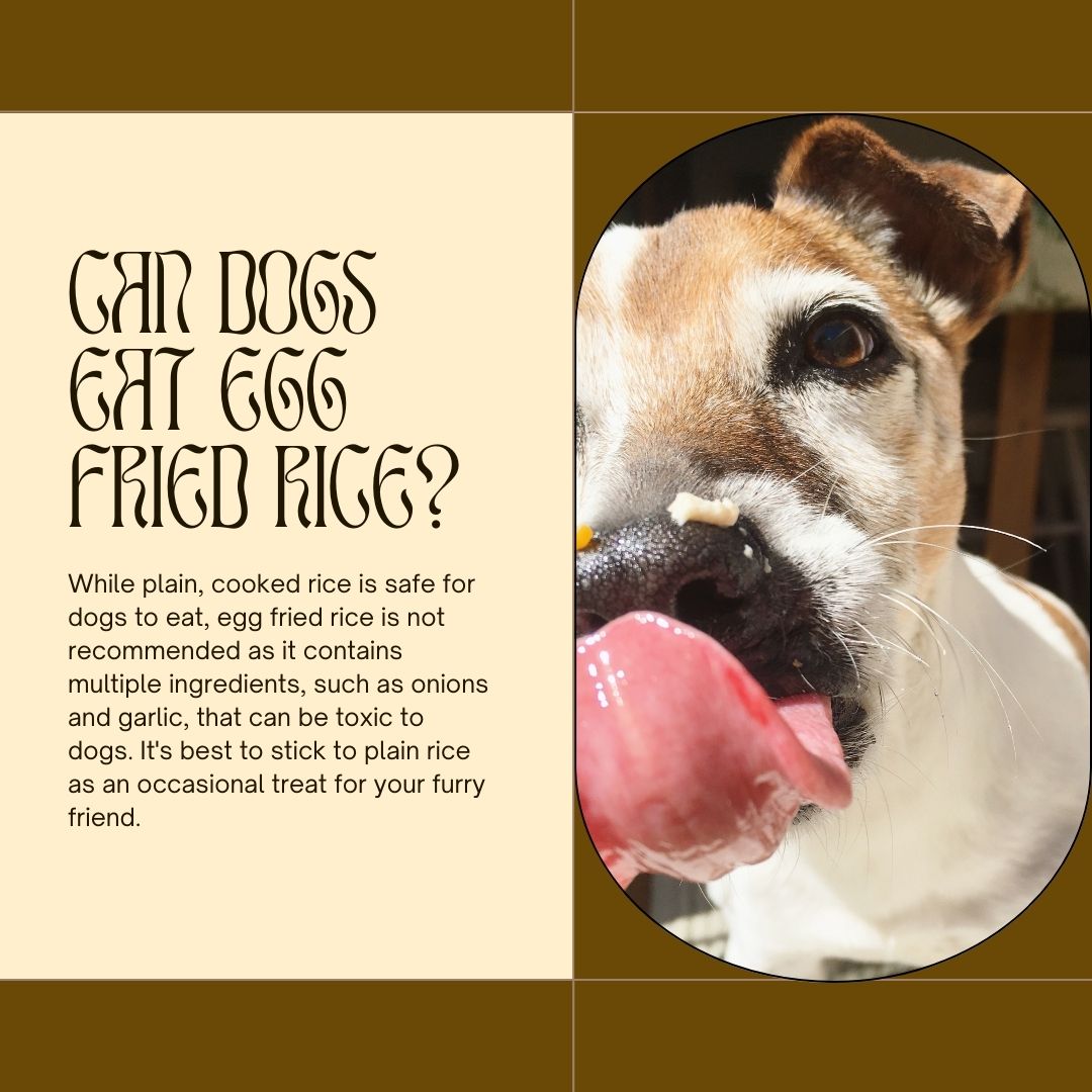 What You Need To Know About Dogs And Egg Fried Rice - Easy Spaniel Training