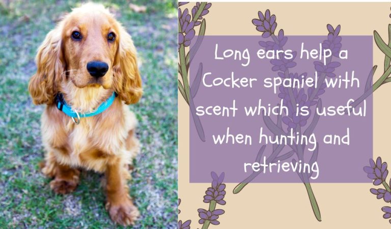 Why Do Cocker Spaniels Have Long Ears? - Easy Spaniel Training