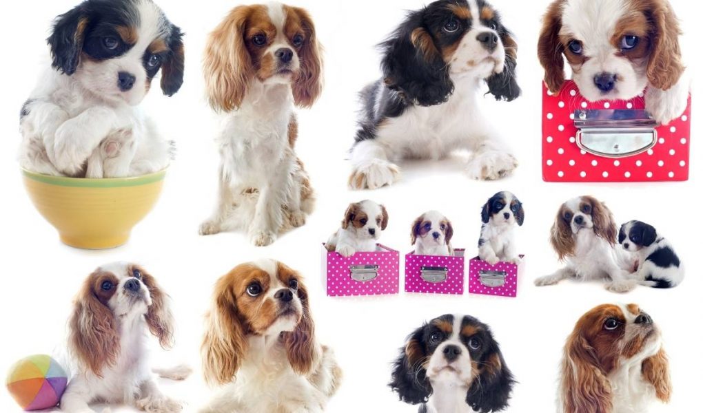 9 Interesting Facts about the Cavalier King Charles spaniel - Easy ...