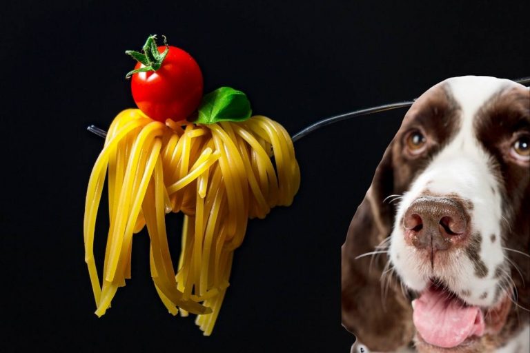 Can Dogs Eat Spaghetti? - Easy Spaniel Training