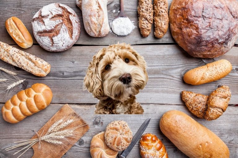 The Truth About Dogs And White Bread - Easy Spaniel Training