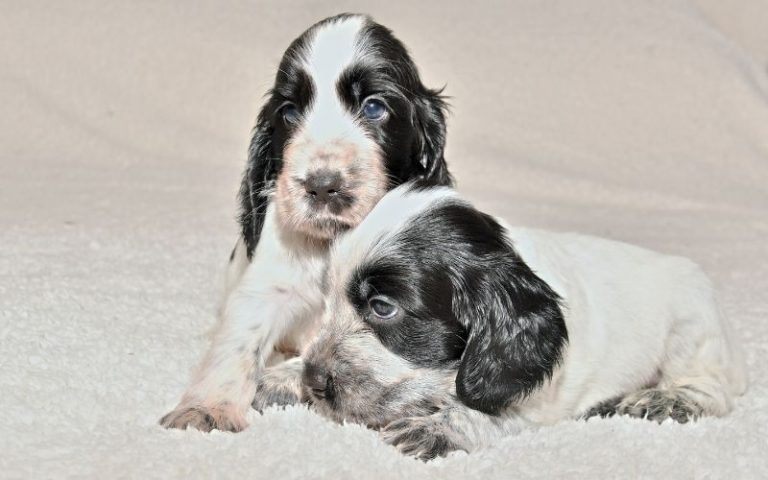 The Amazing Blue Roan Cocker Spaniel - Easy Spaniel Training