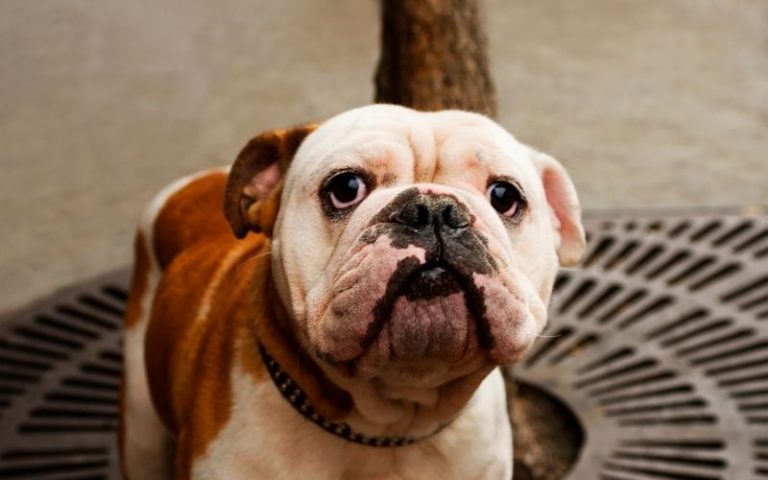 Why is my Cocker Spaniel howling? - Easy Spaniel Training