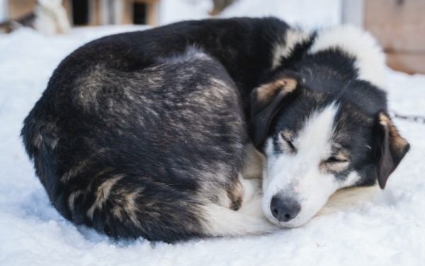 Understanding Canine ADHD - Easy Spaniel Training