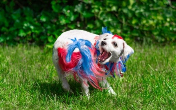 Why Do Dogs Chase Their Tails? - Easy Spaniel Training