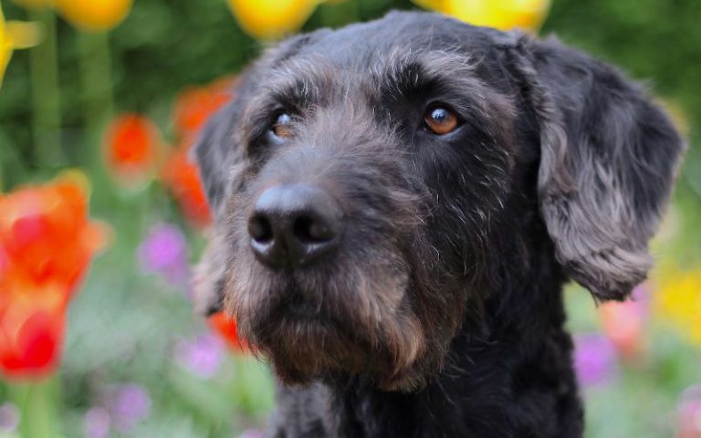 Understanding Canine ADHD - Easy Spaniel Training