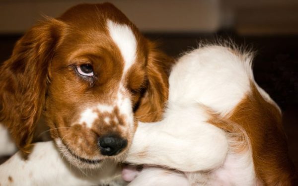 What Is Spaniel Rage? - Easy Spaniel Training