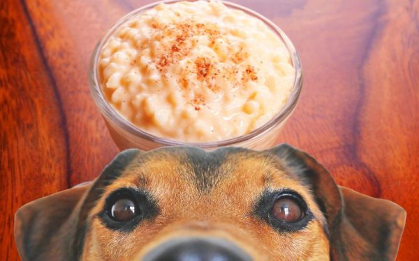 Can Dogs Eat Rice Pudding? - Easy Spaniel Training