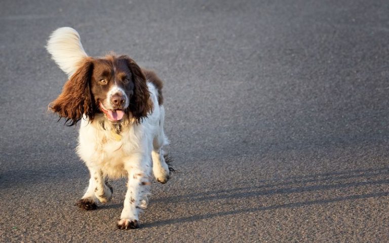 Why is my Cocker Spaniel howling? - Easy Spaniel Training