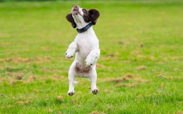 English Springer Spaniels Need Daily Exercise To Be Healthy And Happy ...