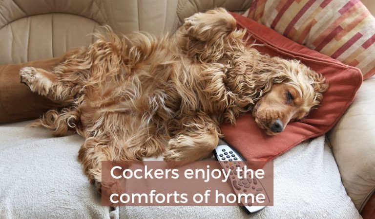 Are Cocker Spaniels Good House Dogs? - Easy Spaniel Training
