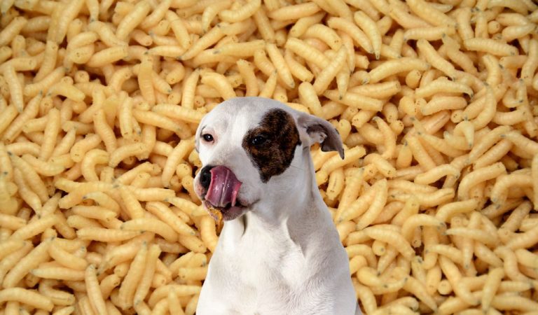 What To Do If Your Dog Eats Maggots - Easy Spaniel Training