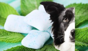 What To Do If Your Dog Eats Gum - Easy Spaniel Training