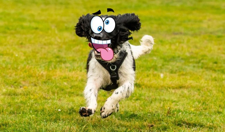 How to minimise shedding in your Springer spaniel - Easy Spaniel Training