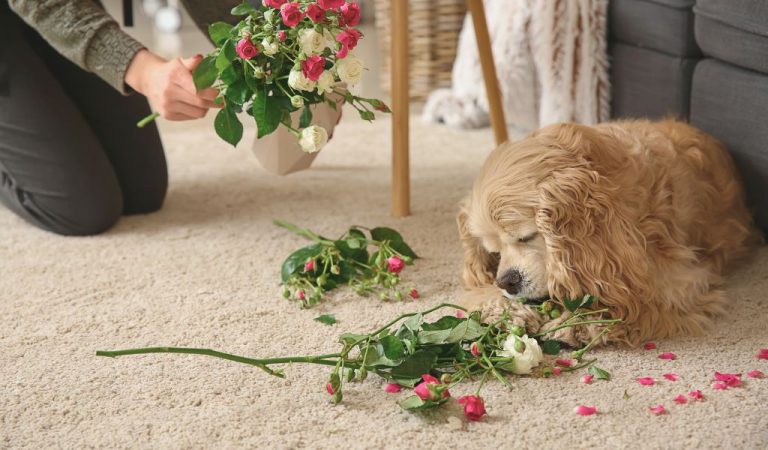 Understanding Your Dog's Behaviour - Easy Spaniel Training